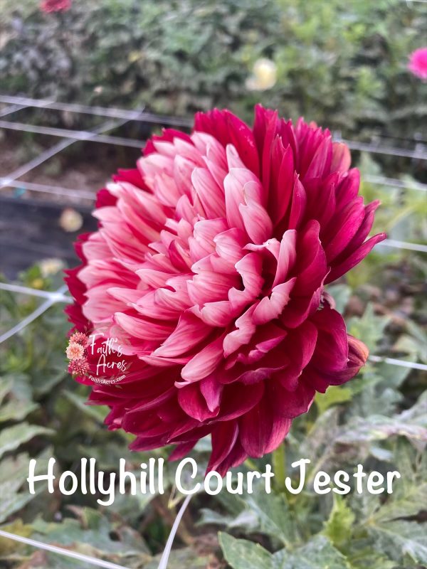 Hollyhill Court Jester Mother Tuber – FaithsAcres